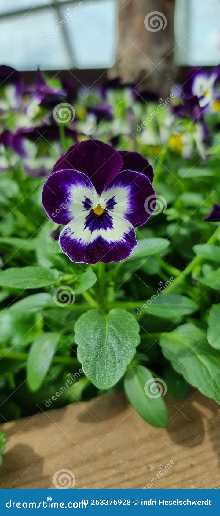Screaming Angry Purple Flowers Stock Photo - Image of screaming ...