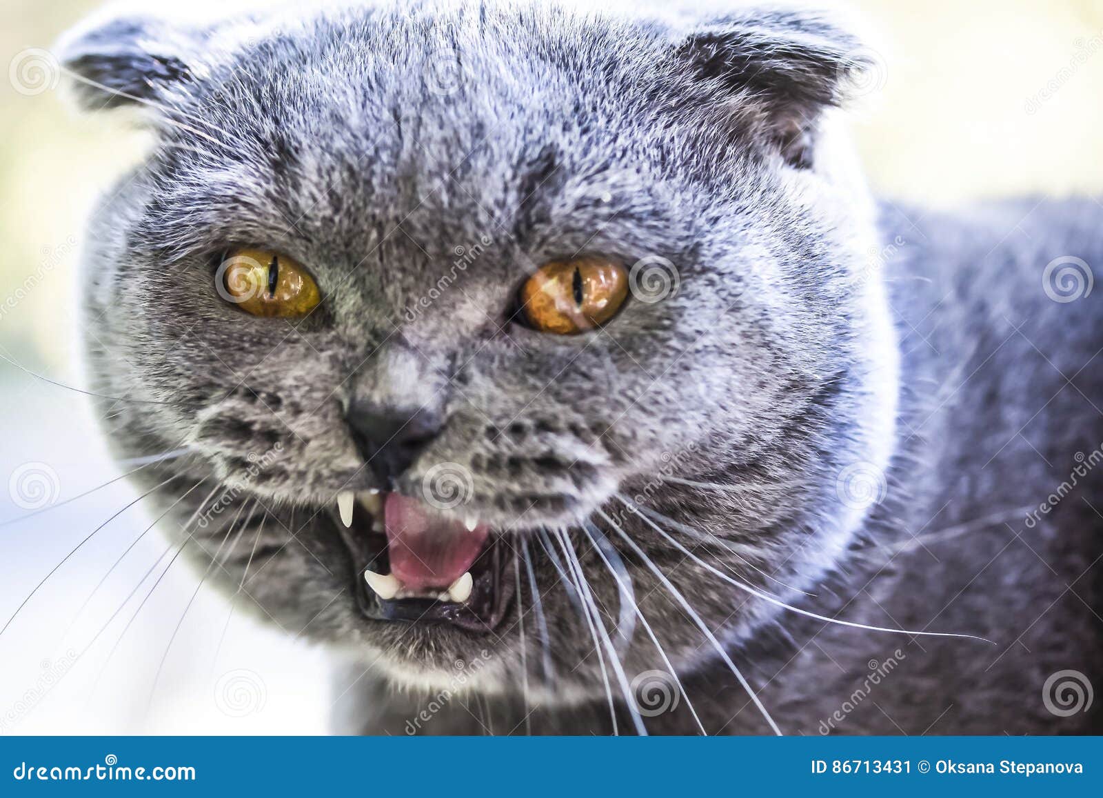 Snarling Scottish Wildcat Stock Image | CartoonDealer.com #59846371