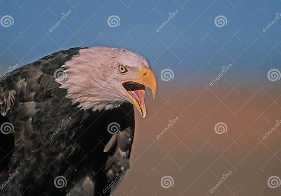 Screaming bald eagle stock image. Image of raptor, nature - 15253029