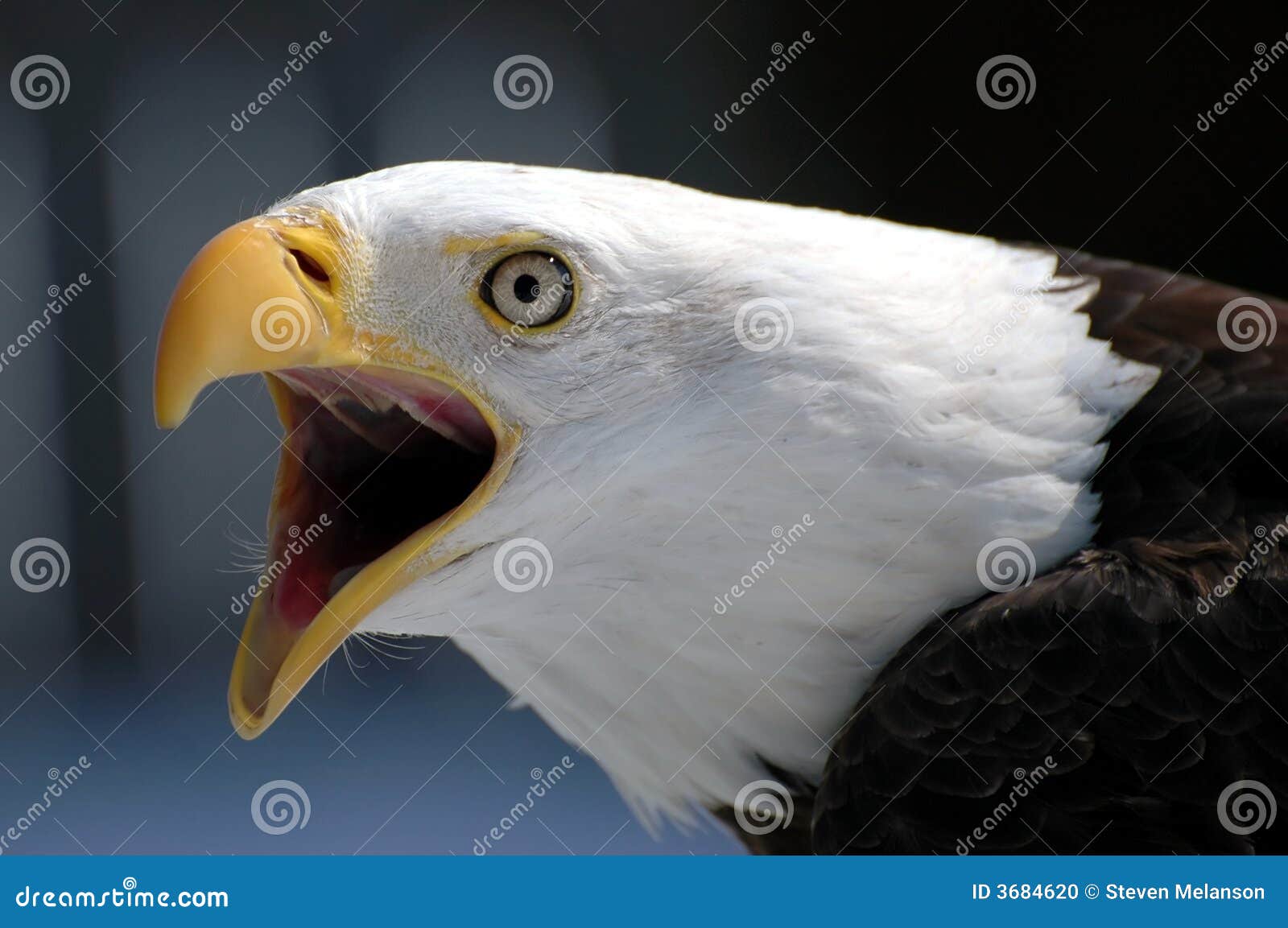 Screaming bald eagle stock photo. Image of mean, feather - 3684620