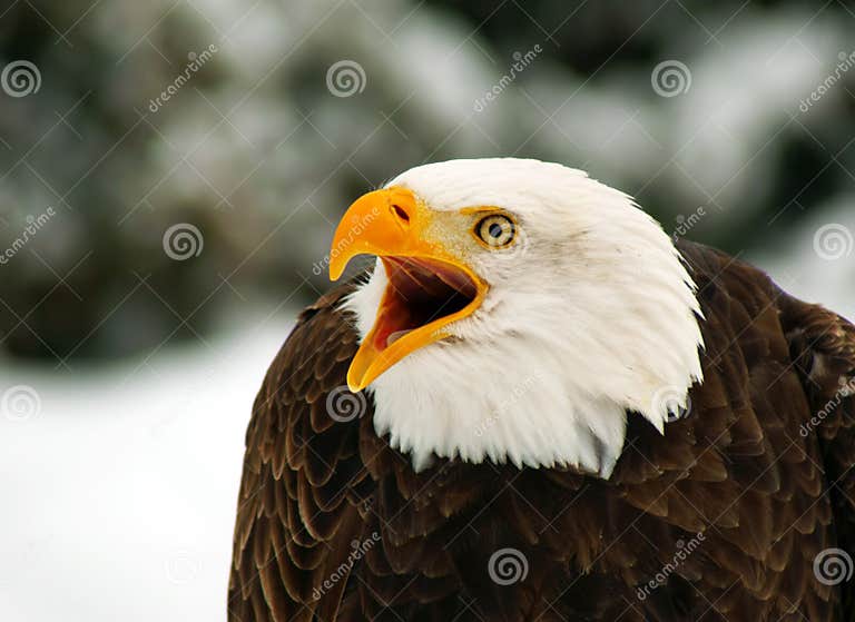 Screaming Bald Eagle stock photo. Image of american, leucocephalus ...