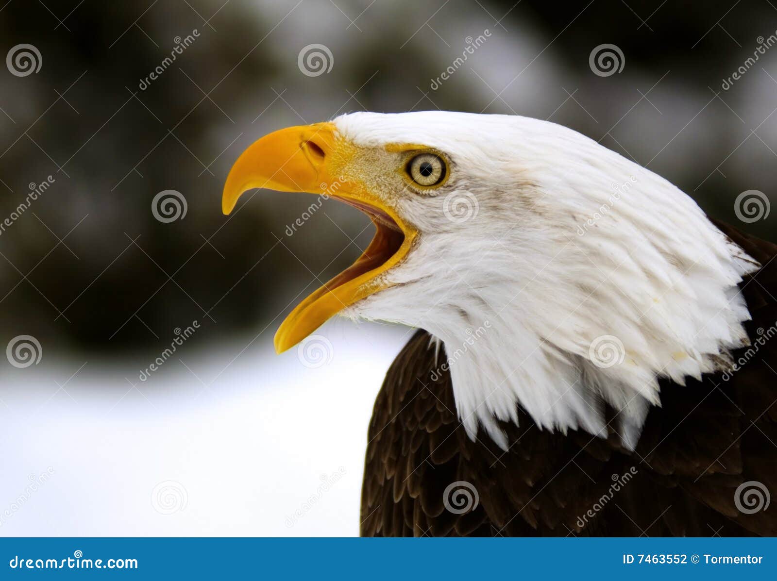 A Screaming Bald Eagle stock photo. Image of feather, america - 7463552