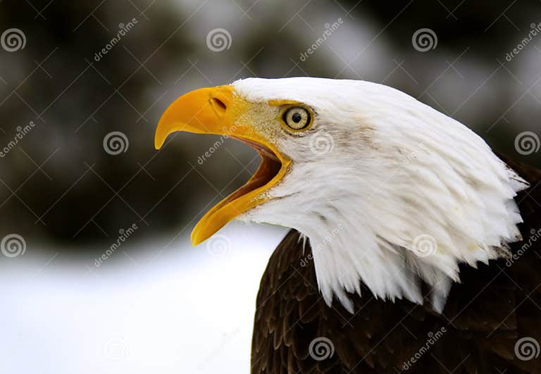 A Screaming Bald Eagle stock photo. Image of feather, america - 7463552