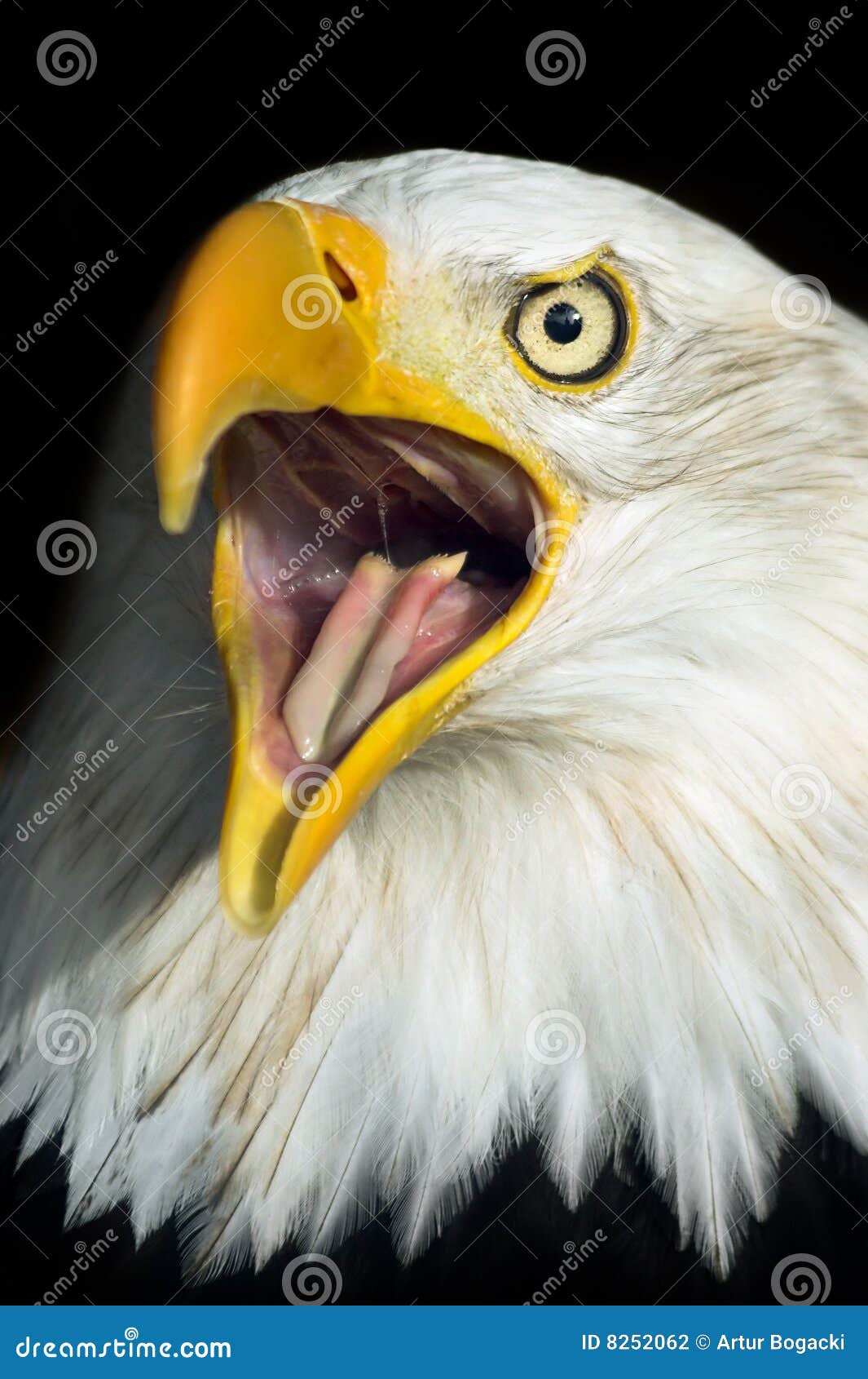 Screaming Bald Eagle stock photo. Image of symbol, nature - 8252062