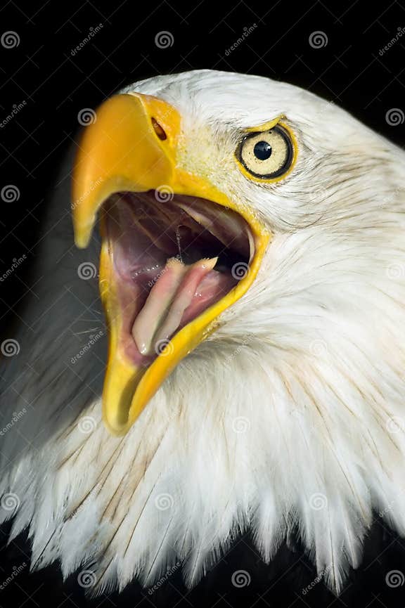 Screaming Bald Eagle stock photo. Image of symbol, nature - 8252062