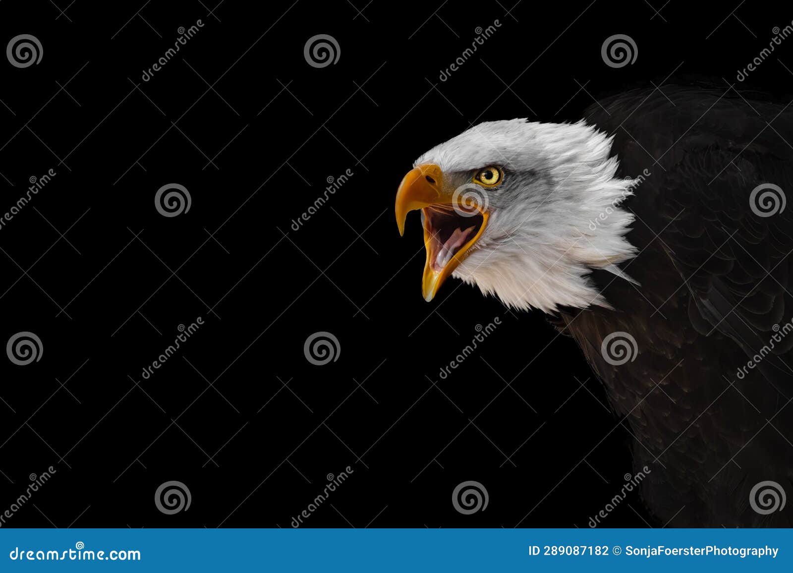 Portrait of a Screaming Bald Eagle Stock Photo - Image of bird, black ...