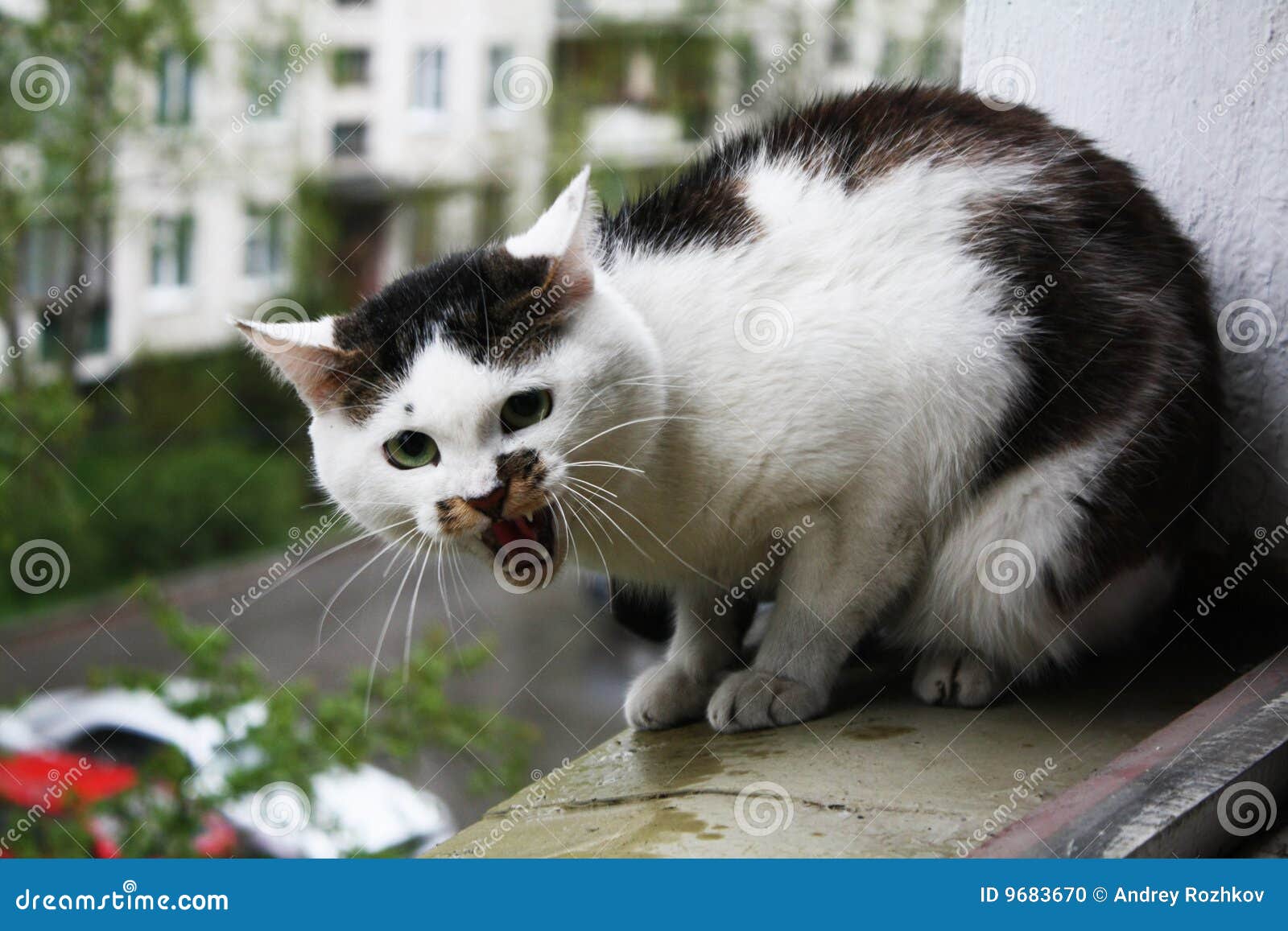 Screaming cat stock photo. Image of detail, carnivore - 9683670