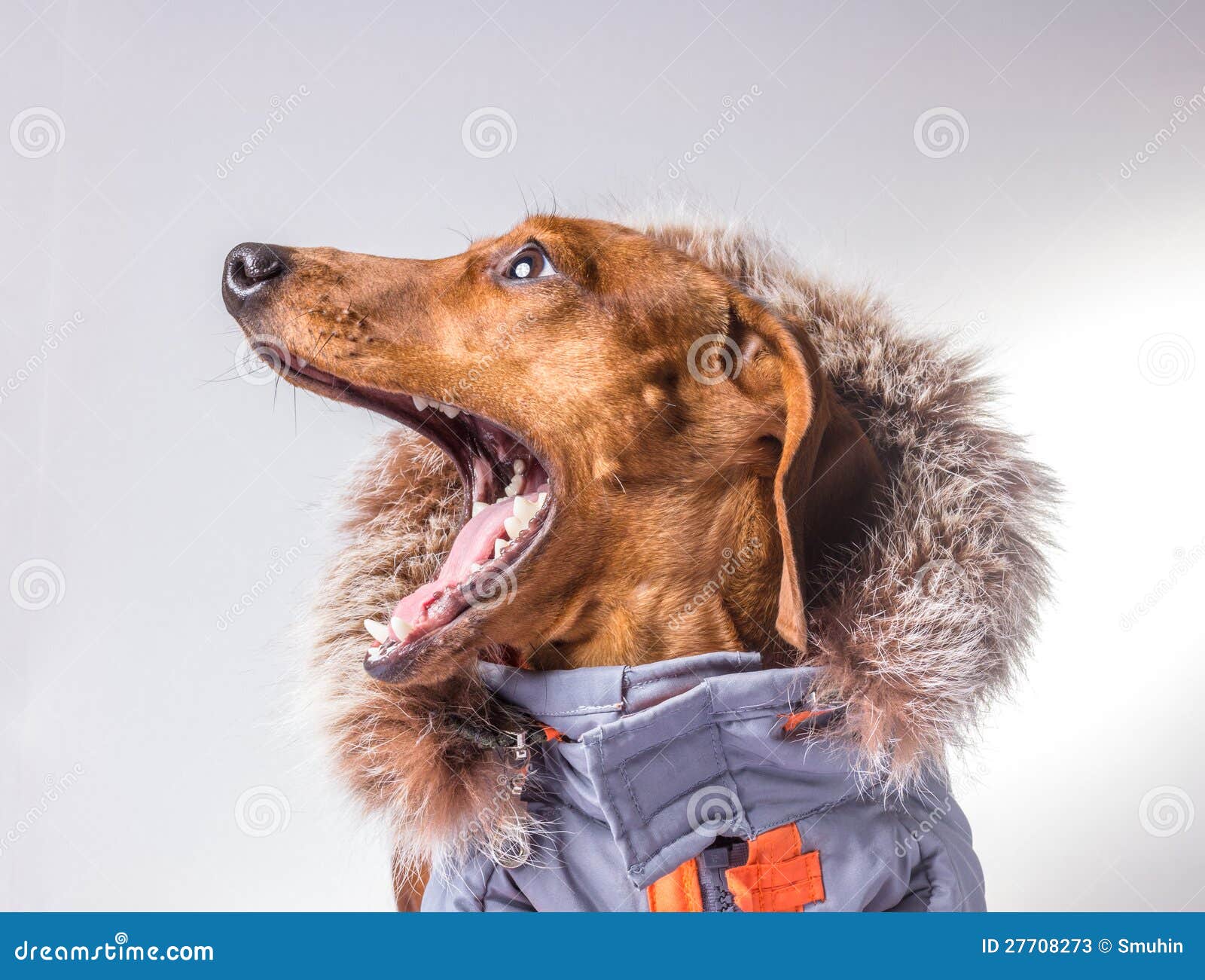 Screaming dog stock image. Image of inspiration, pets - 27708273