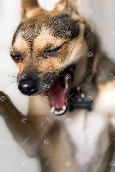 Screaming Dog stock image. Image of retouch, aggressive - 8369139