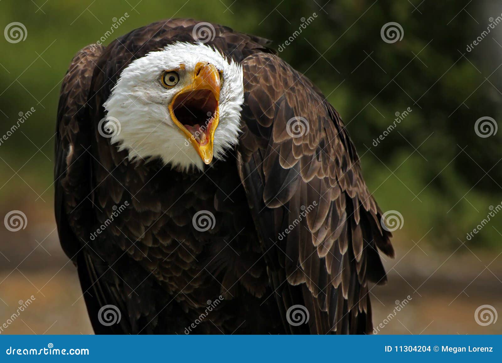 Screaming Eagle stock photo. Image of staring, open, angry - 11304204