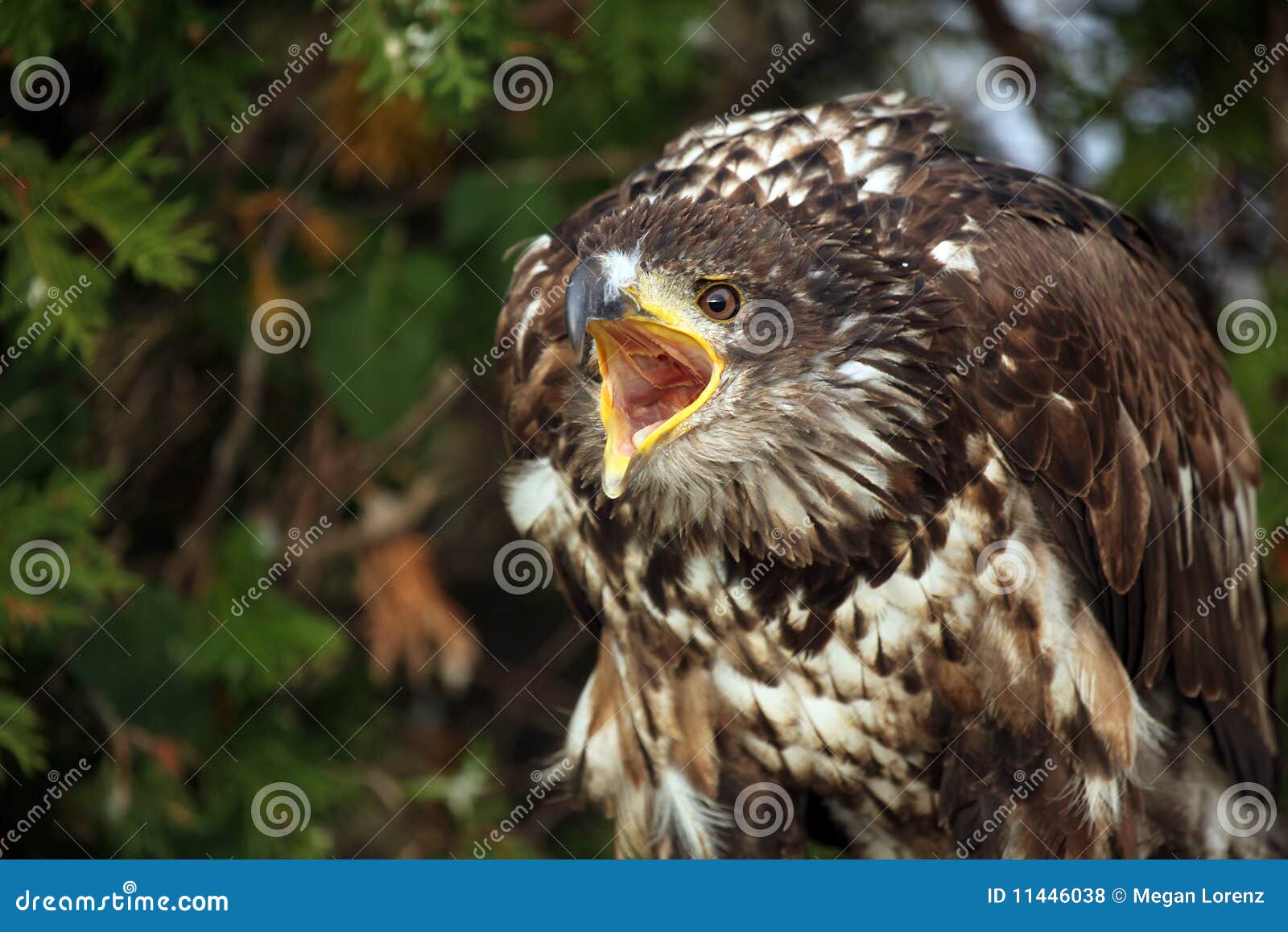 Screaming Eagle On Branch Stock Photography | CartoonDealer.com #80666930