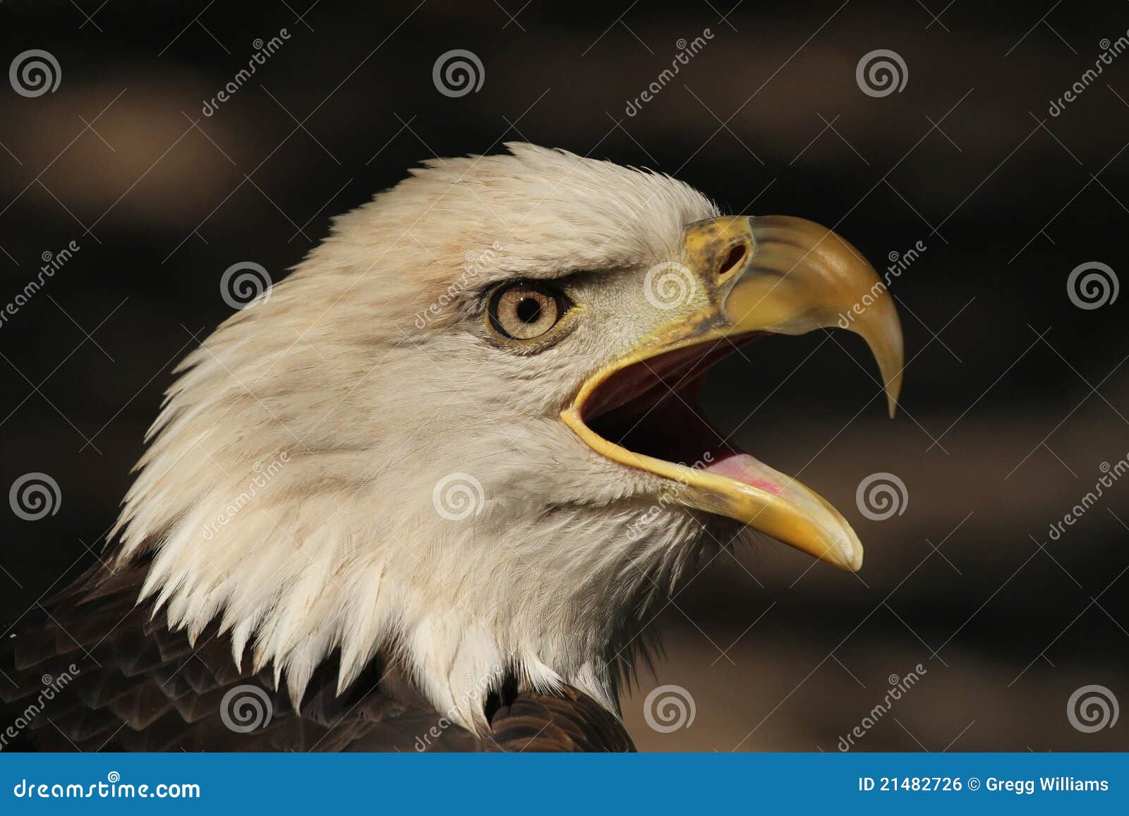 Screaming Eagle stock photo. Image of american, nature - 21482726