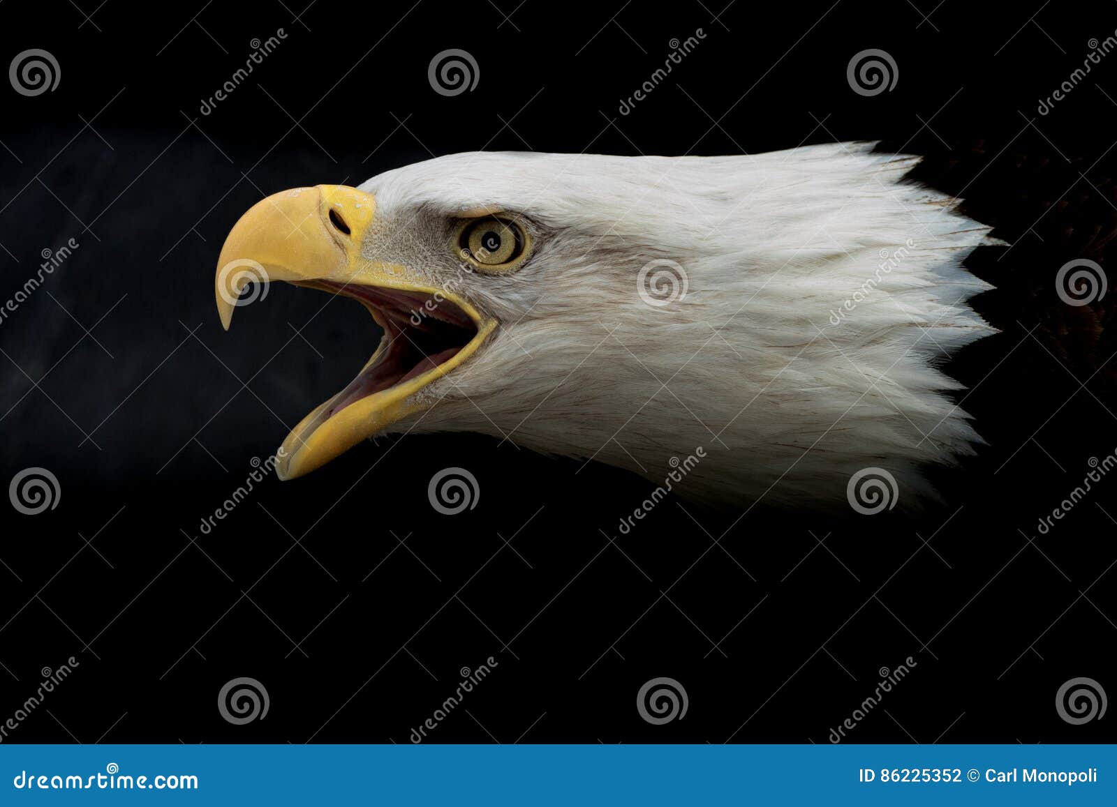 Screaming Eagle stock photo. Image of bird, america, animal - 86225352