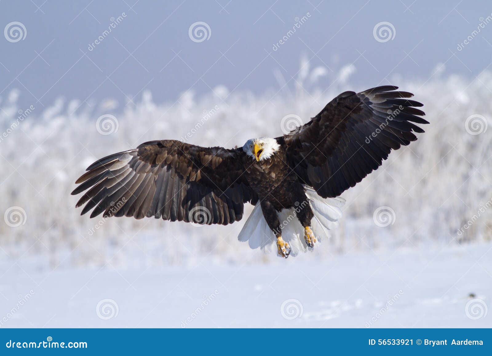 Screaming Eagle stock image. Image of utah, feathers - 56533921