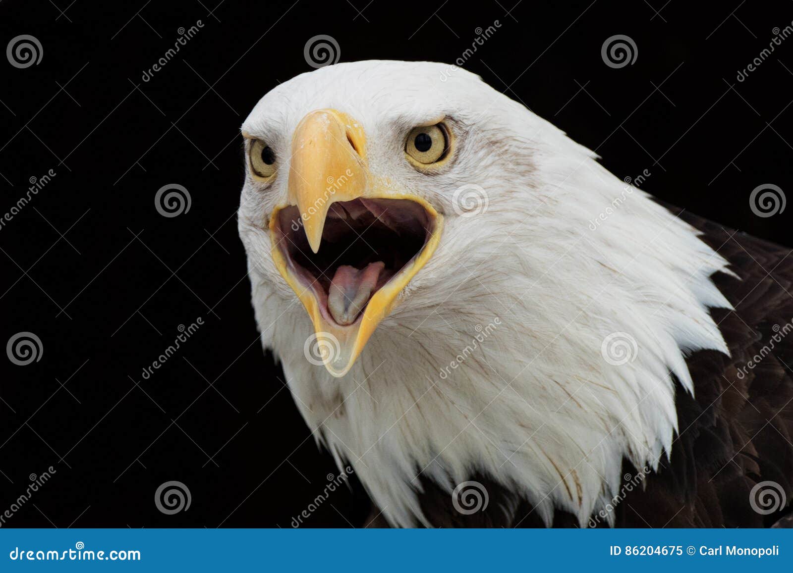 Screaming Eagle On Branch Stock Photography | CartoonDealer.com #80666930