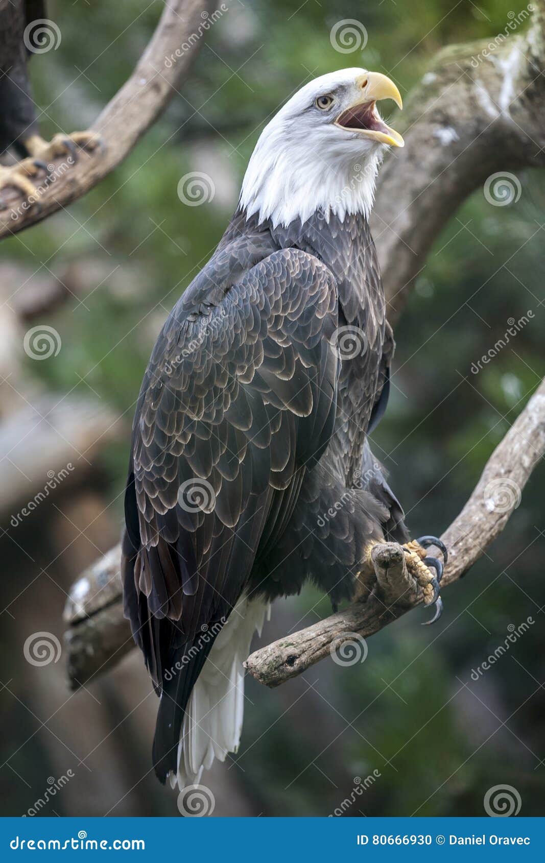 Screaming Eagle on Branch stock photo. Image of screaming - 80666930