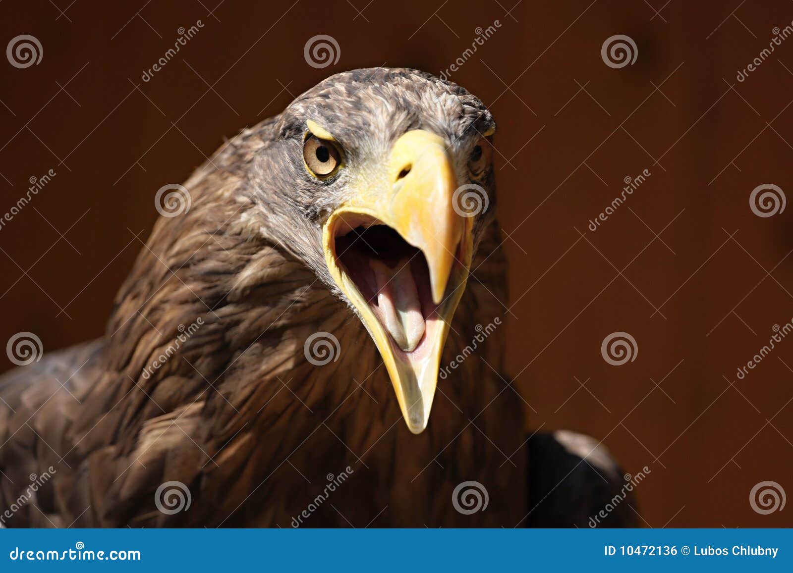 Screaming Eagle On Branch Stock Photography | CartoonDealer.com #80666930
