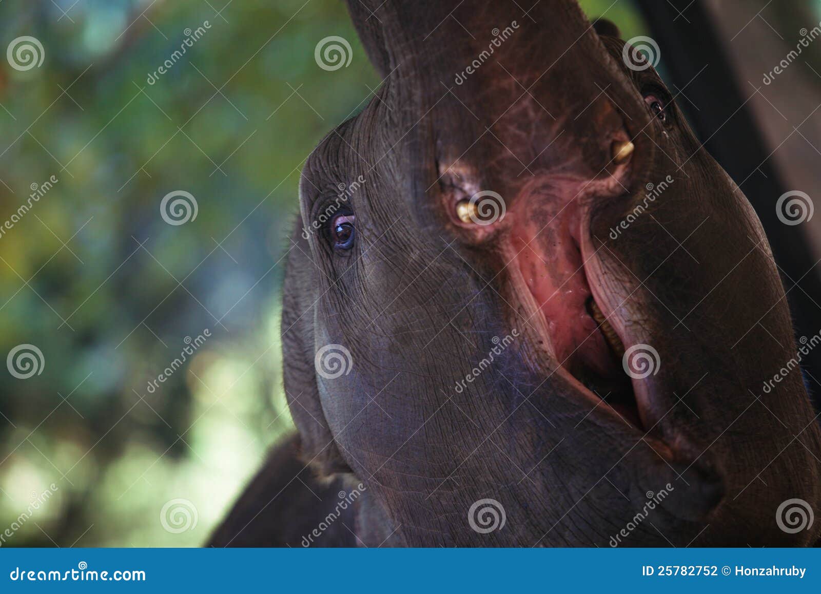 Screaming elephant baby stock photo. Image of power, background - 25782752