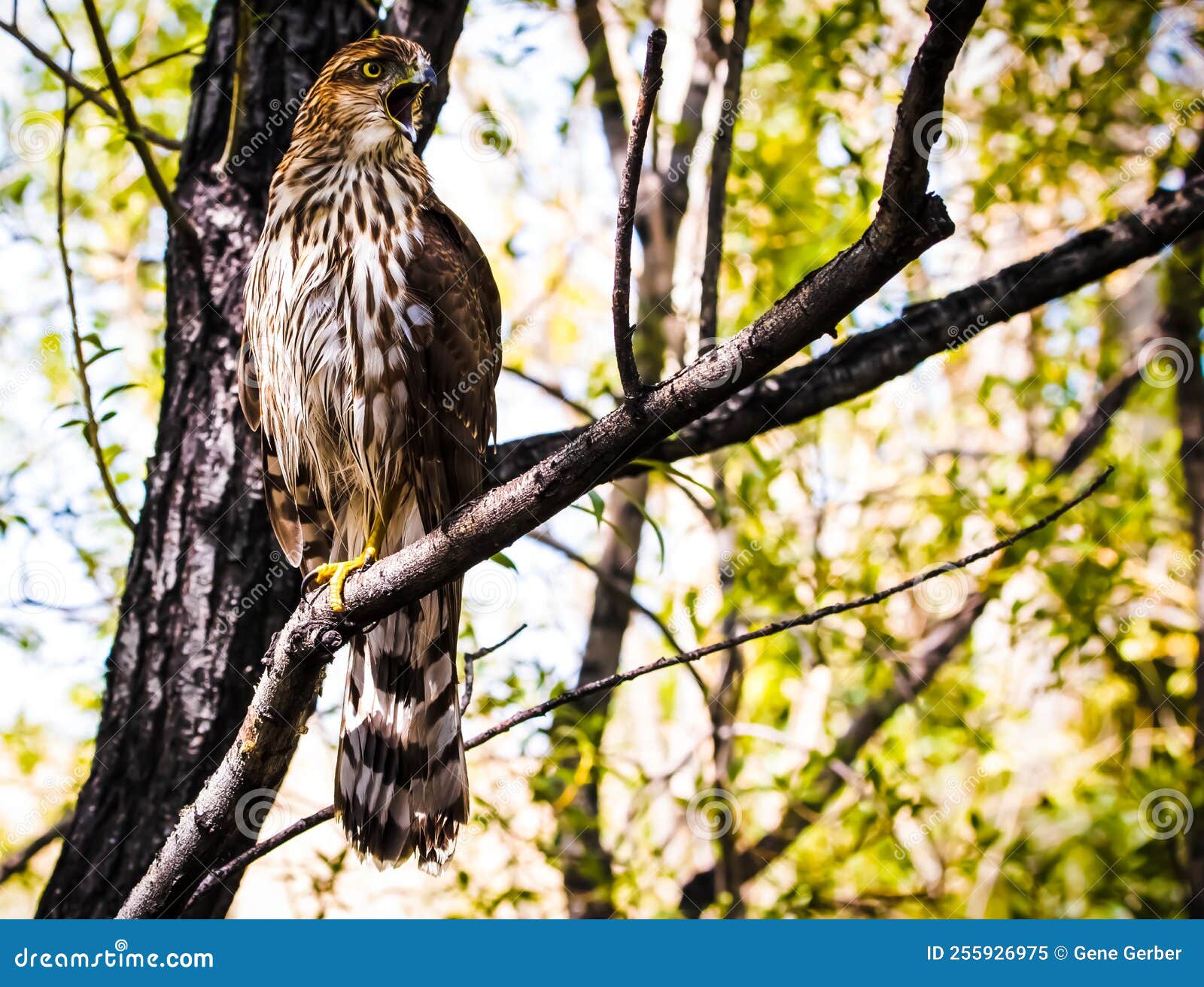 Screaming Falcon stock image. Image of color, bird, open - 255926975