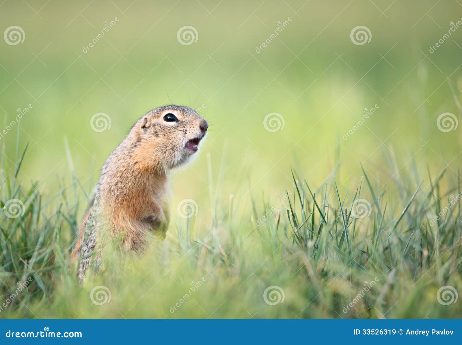 Screaming Gopher Royalty Free Stock Images - Image: 33526319