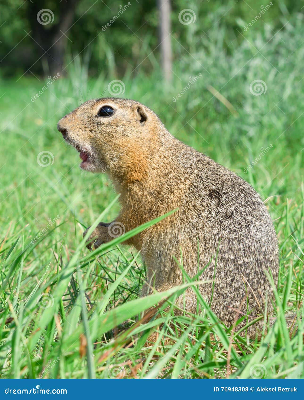 Screaming Gopher Standing Profile on the Meadow Stock Photo - Image of ...