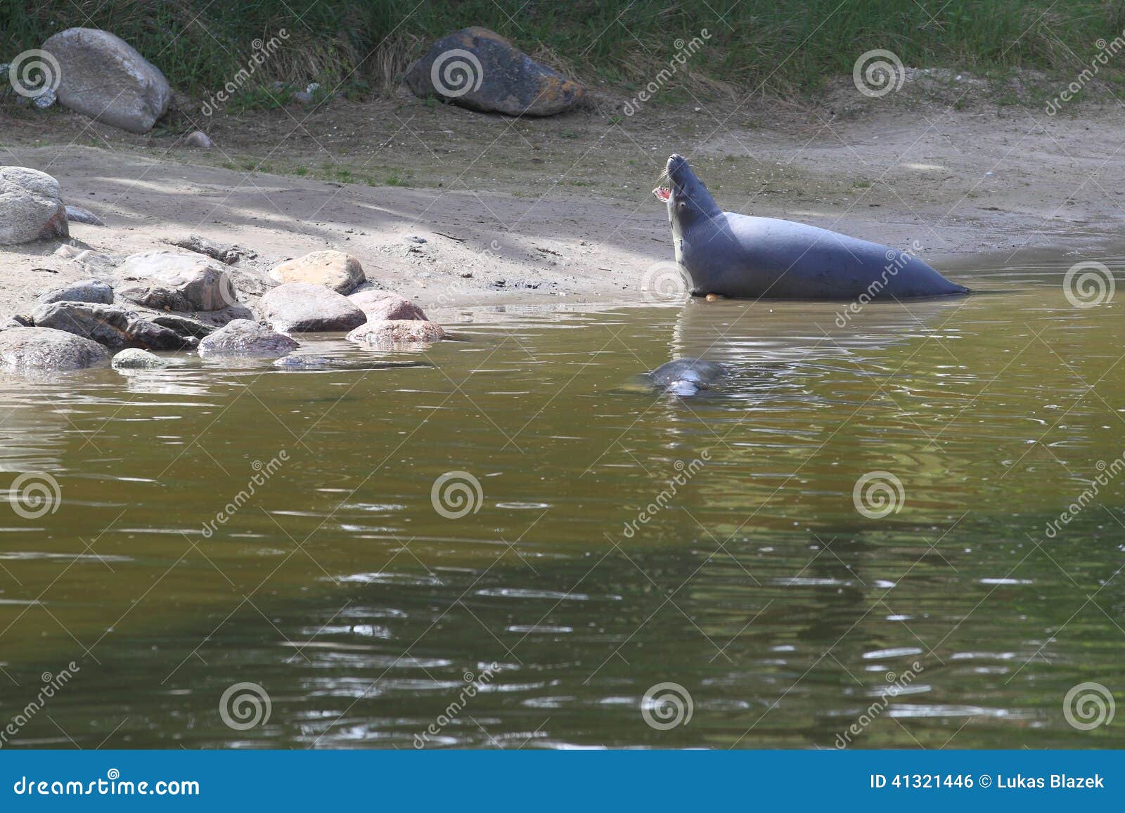 Screaming grey seal stock photo. Image of water, shore - 41321446