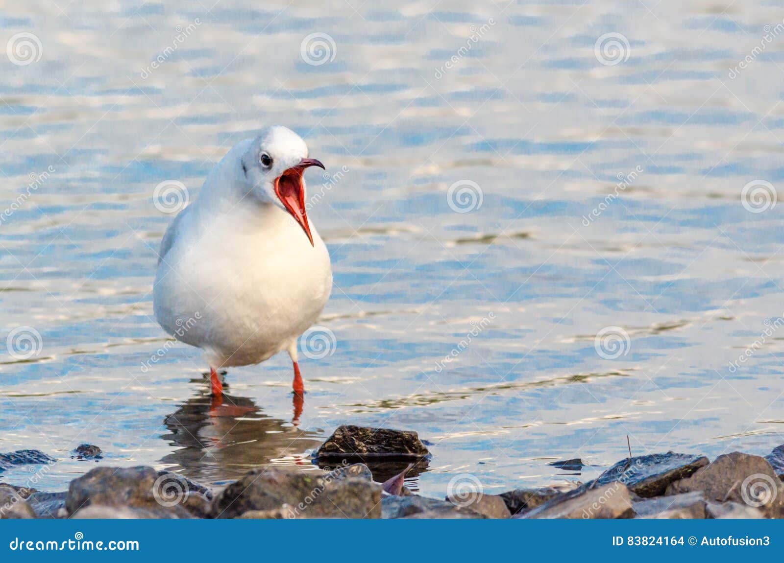 Screaming Gull stock photo. Image of wide, angry, holla - 83824164