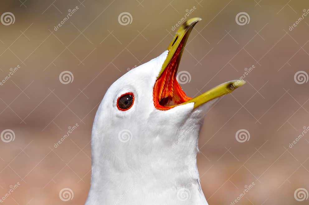 Screaming gull stock photo. Image of dark, animal, bokeh - 127788880
