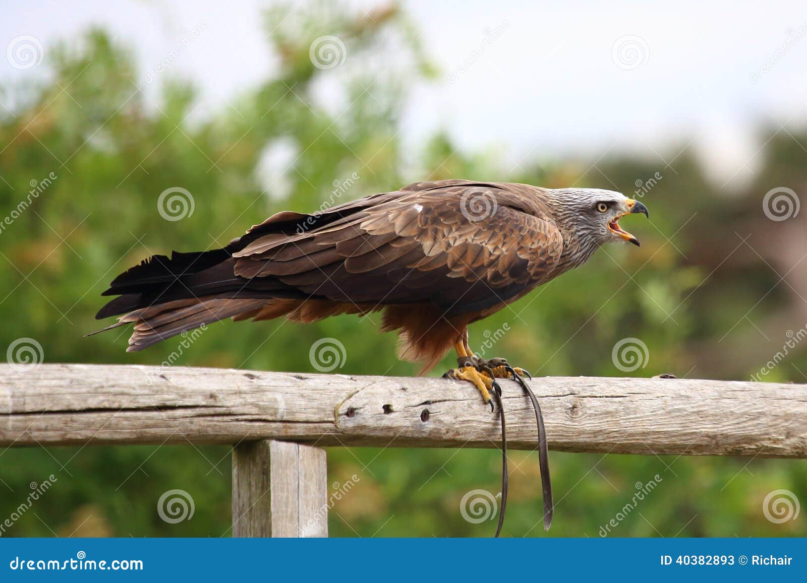 Screaming hawk stock image. Image of hawk, screaming - 40382893