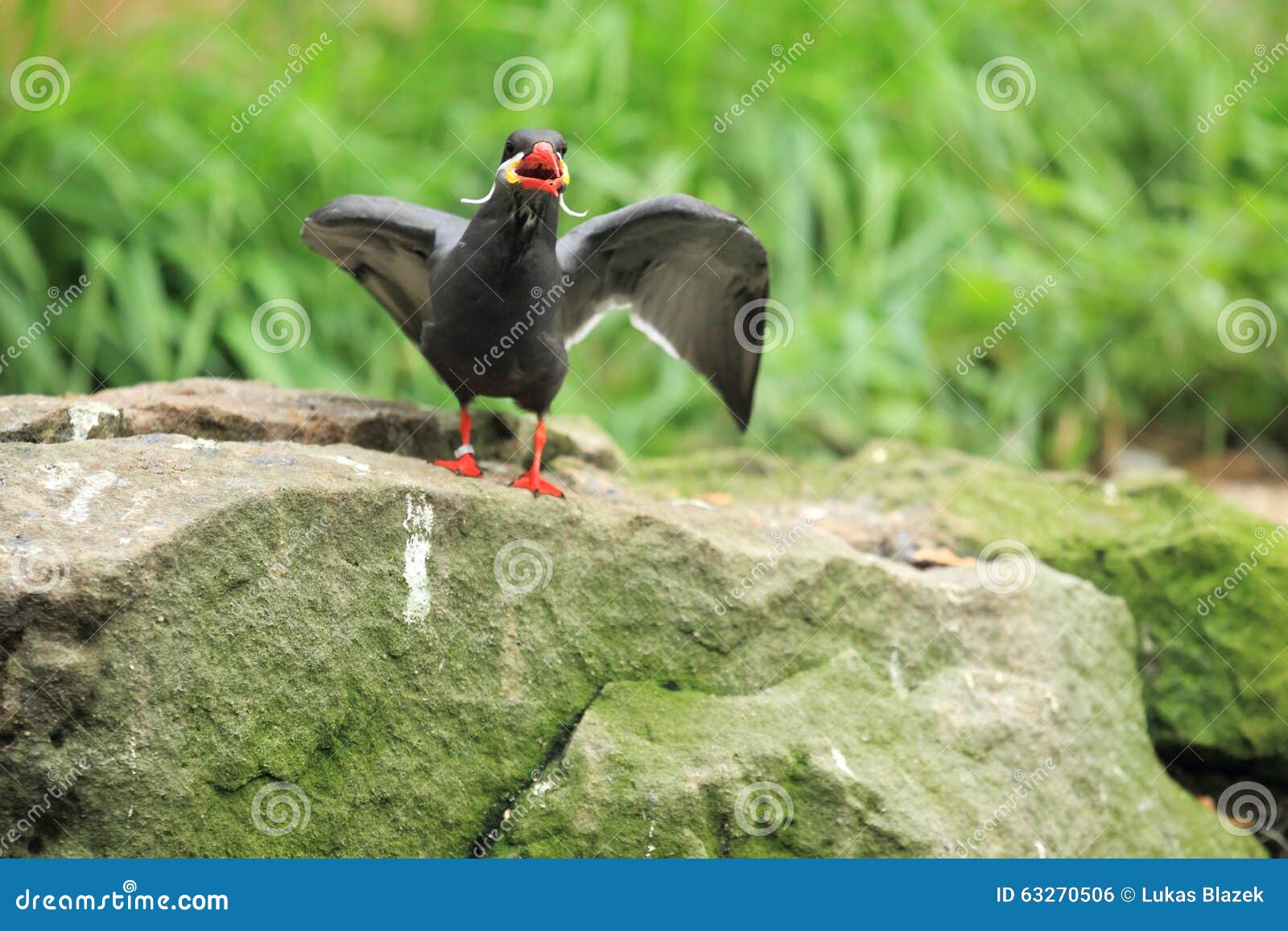 Screaming inca tern stock photo. Image of rock, seabird - 63270506