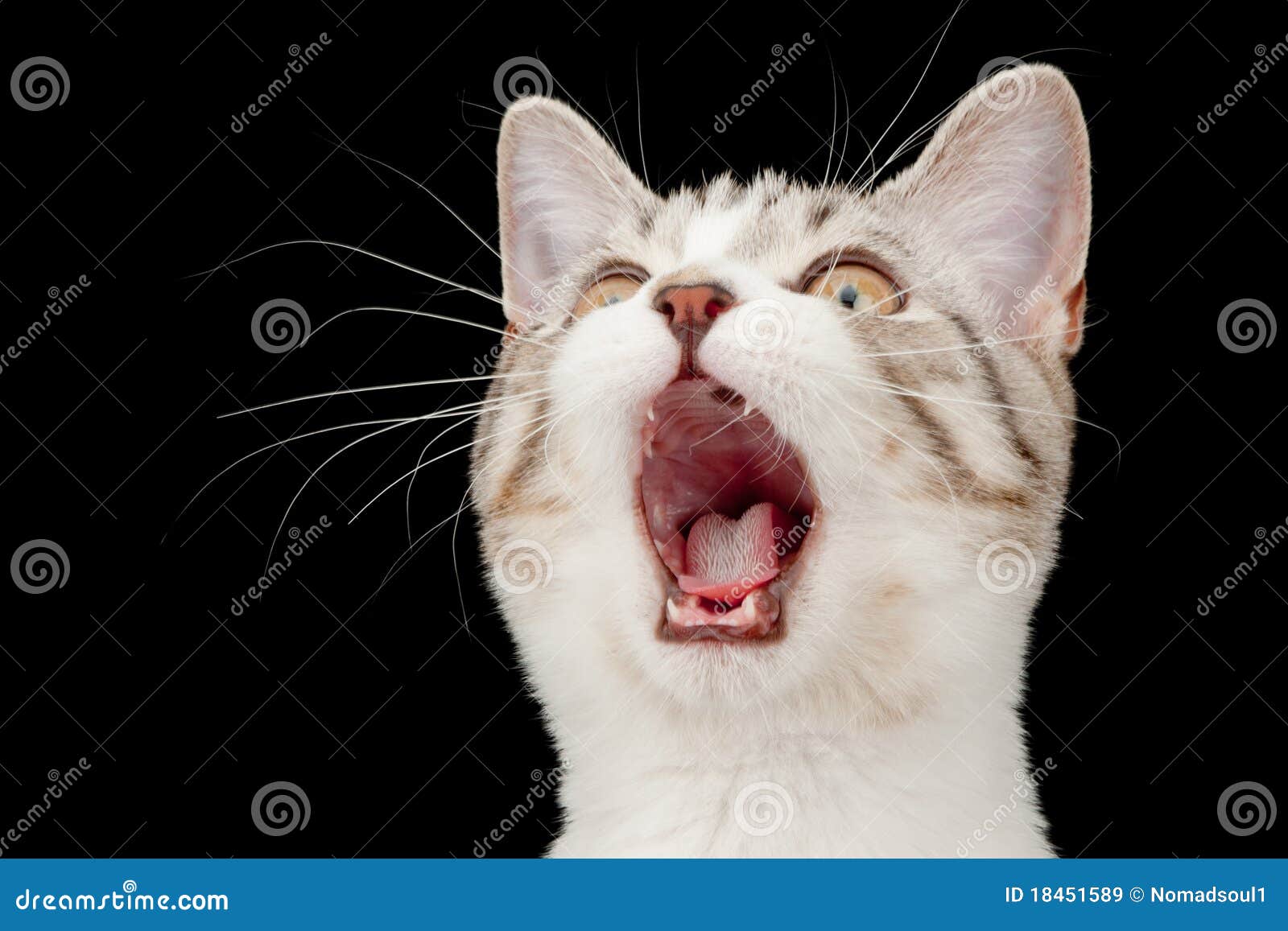 Screaming Little Tabby Kitten Stock Image - Image of aggression ...