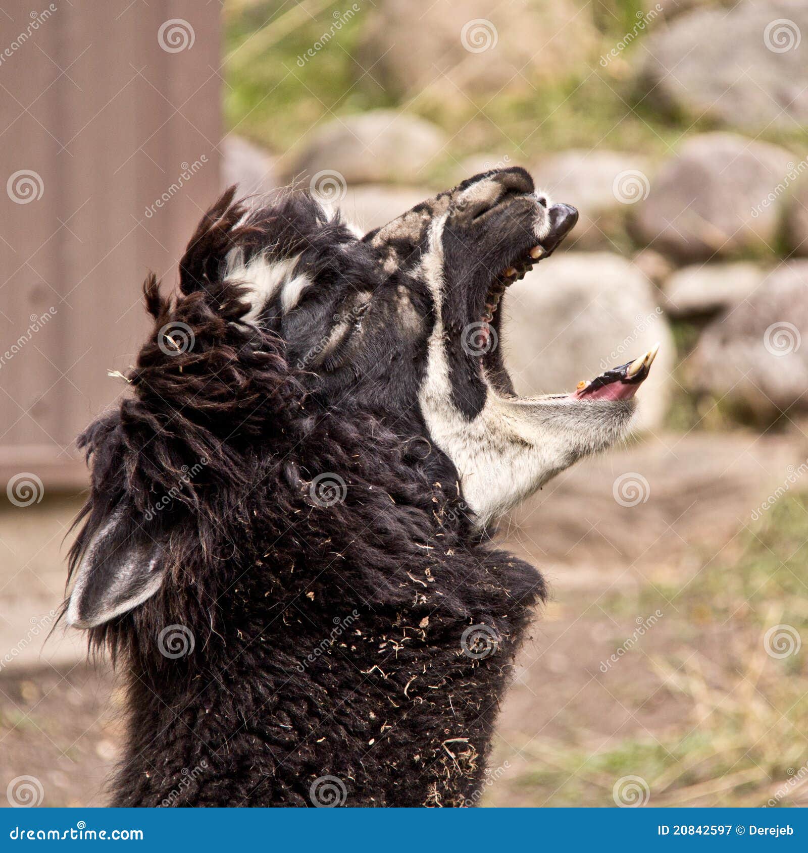 Screaming Llama Stock Photos - Free & Royalty-Free Stock Photos from Dreamstime