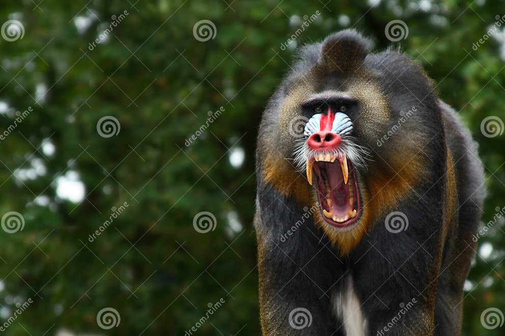 Screaming Mandrill stock photo. Image of danger, upset - 17037022