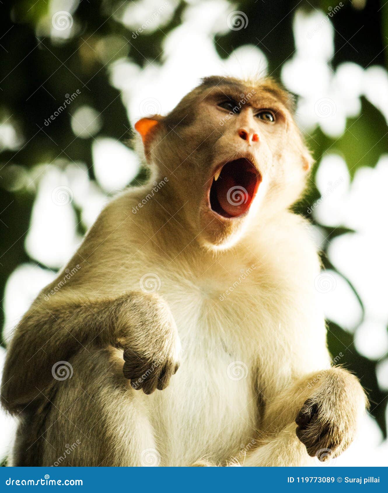 Screaming monkey stock image. Image of territory, monkey - 119773089