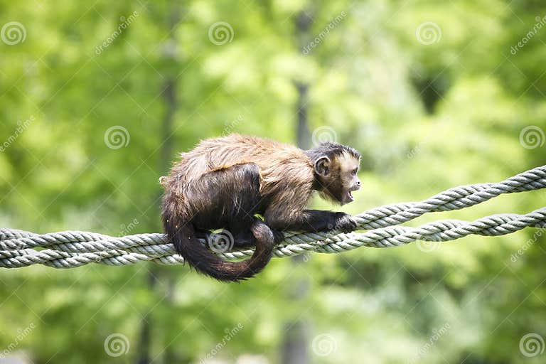 Screaming Monkey on a String Stock Photo - Image of looking, camera ...