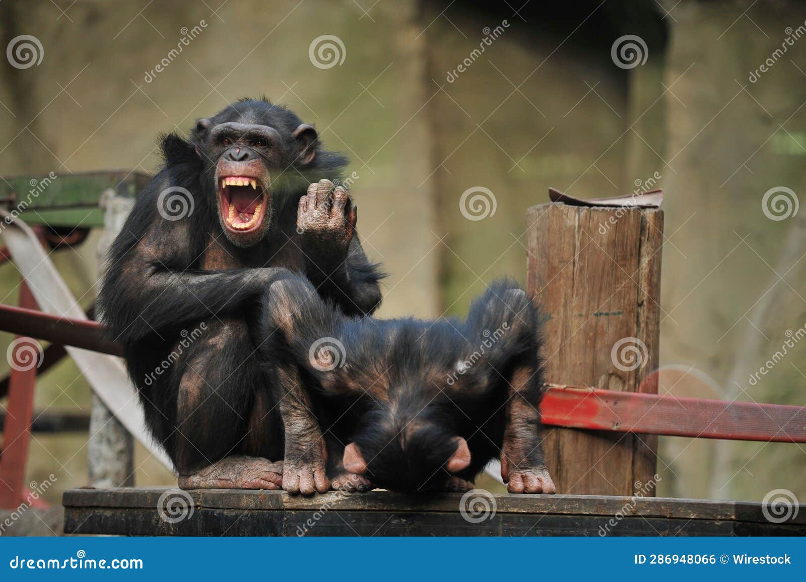 Photography of a Screaming Monkey at the Zoo Stock Photo - Image of ...