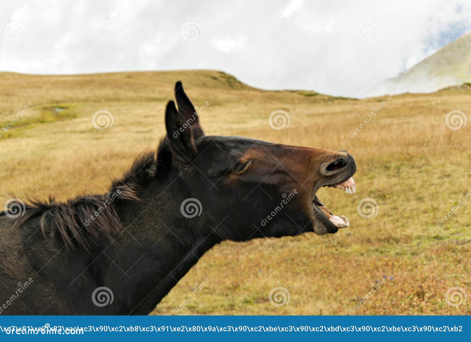 Screaming mule stock image. Image of livestock, animal - 103132087