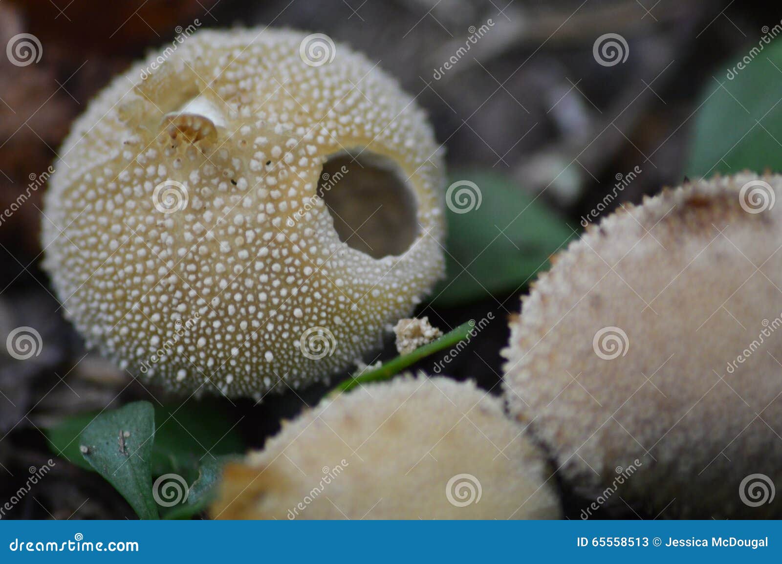 Screaming Mushroom stock image. Image of plant, fungus - 65558513