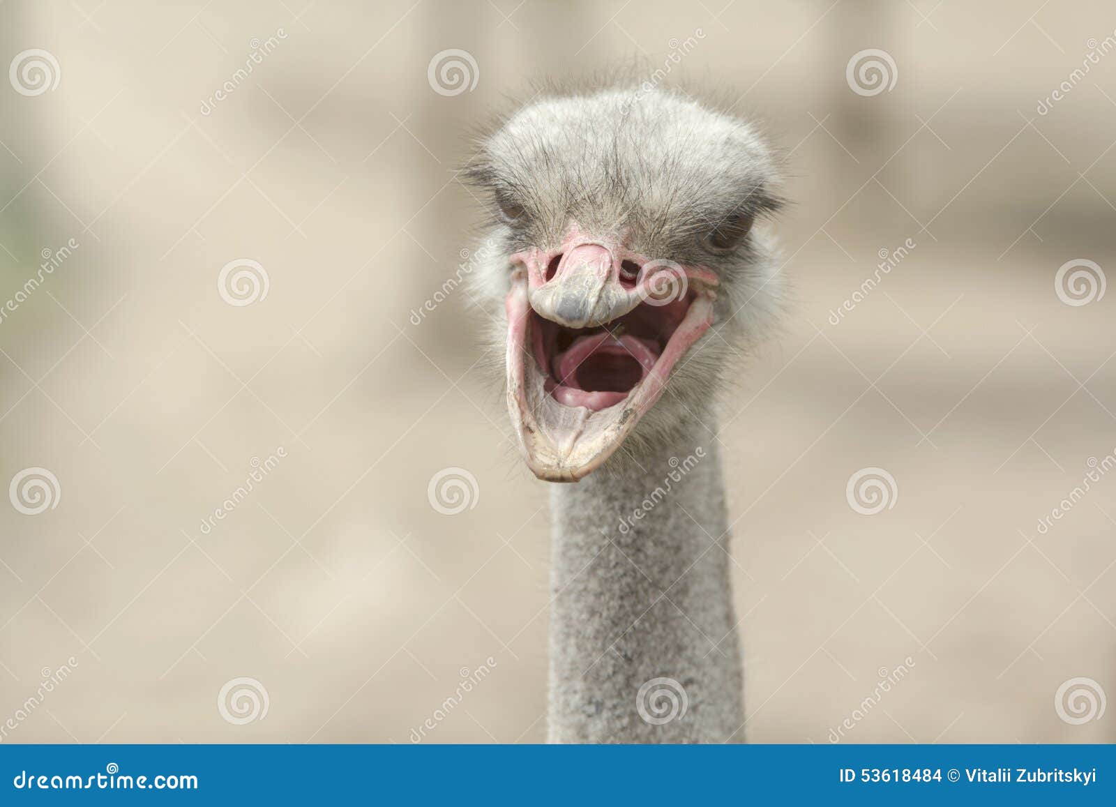 Screaming ostrich stock photo. Image of beak, funny, wild - 53618484