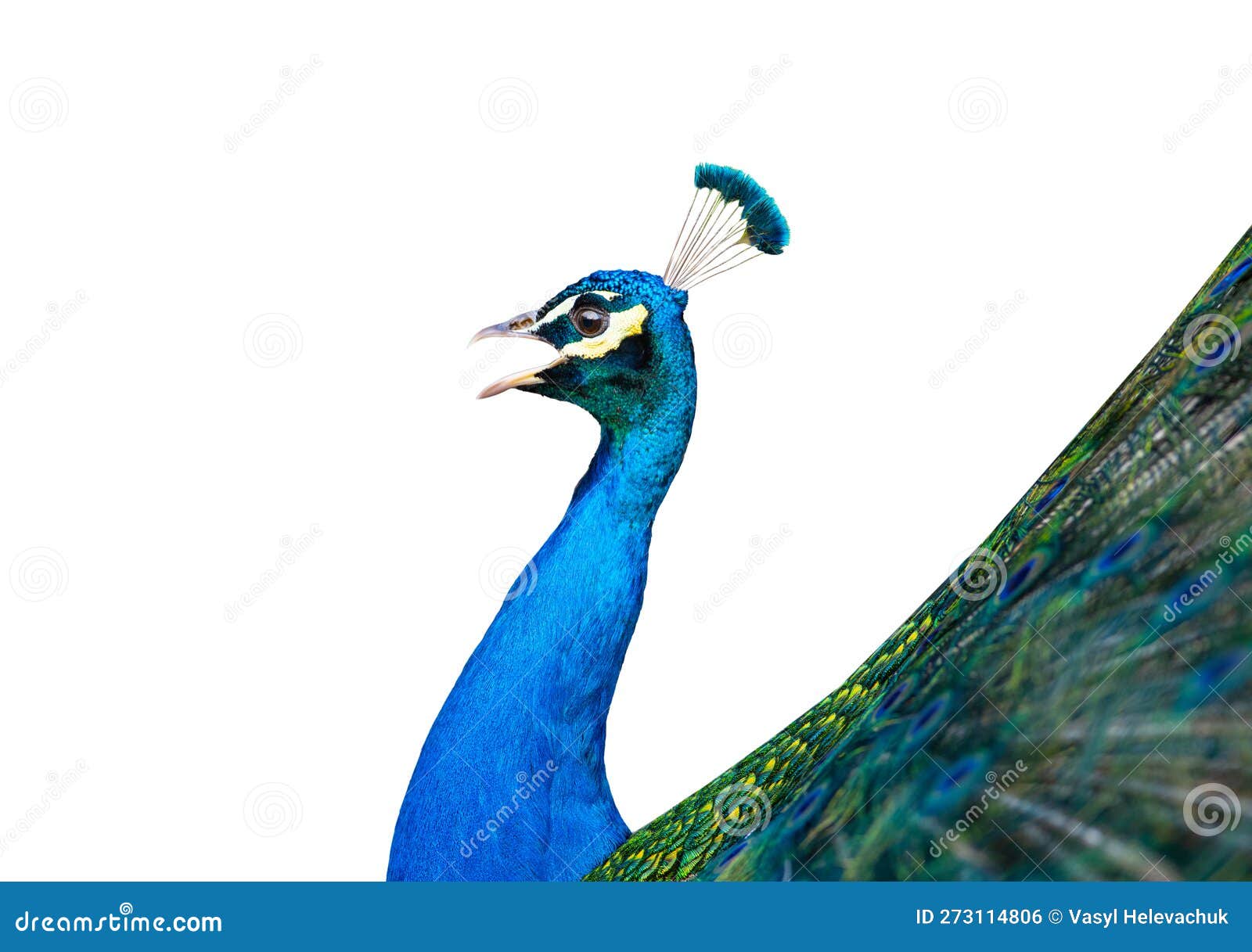 Screaming Peacock Isolated on White Stock Photo - Image of mouth ...