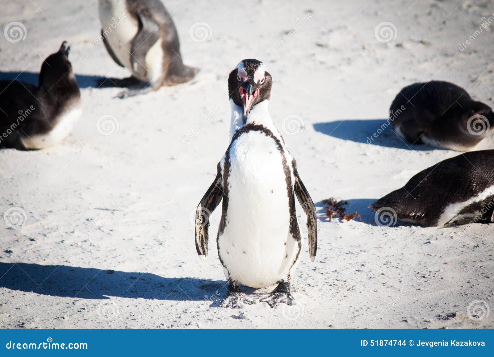 Screaming Penguin stock photo. Image of safari, nature - 51874744