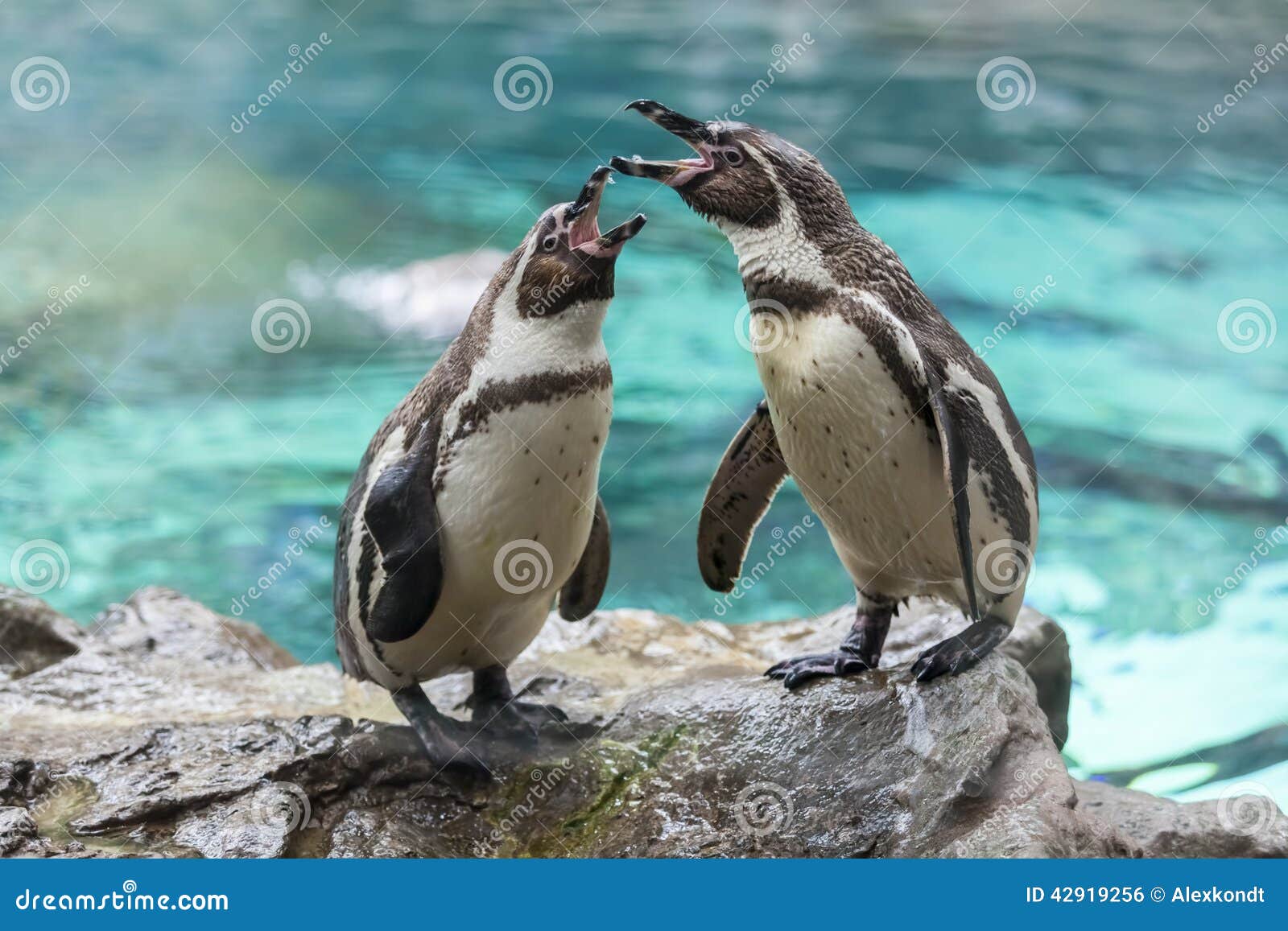 Screaming Penguins on the Stone. Loro Parque. Spain. Tenerife. Stock ...