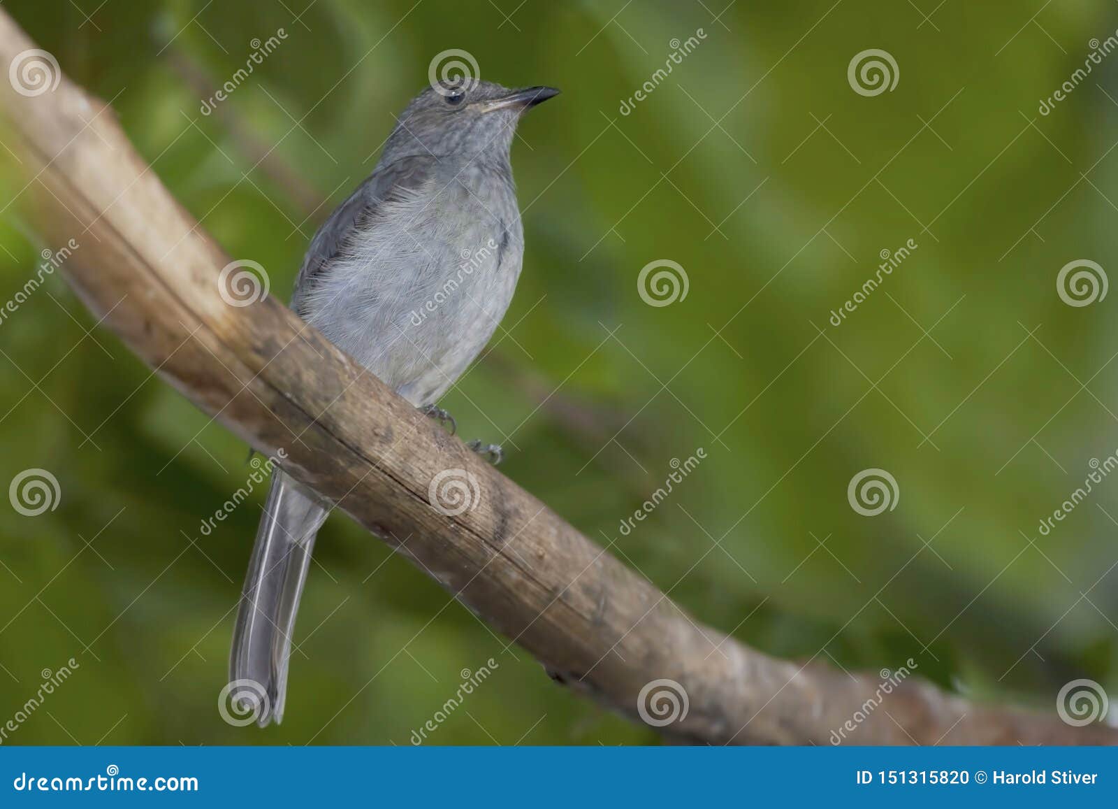 Screaming Piha, Lipaugus Vociferans, Perched Stock Photo - Image of ...