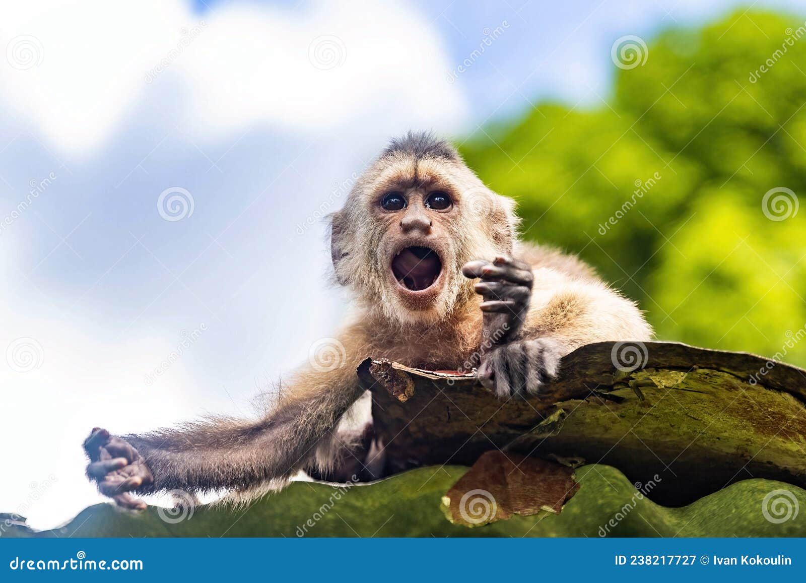 Screaming Portrait of Capuchin Wild Monkey Stock Image - Image of face ...