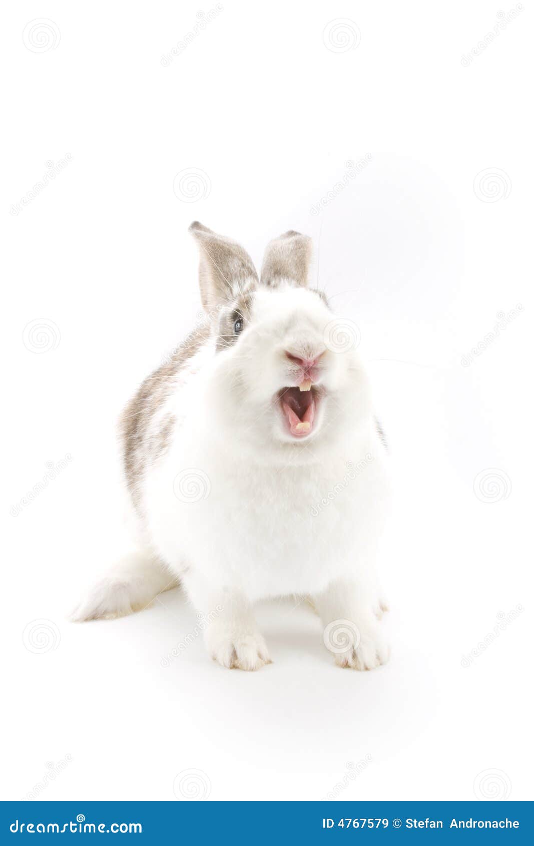 Screaming rabbit stock image. Image of animal, tame, hear - 4767579