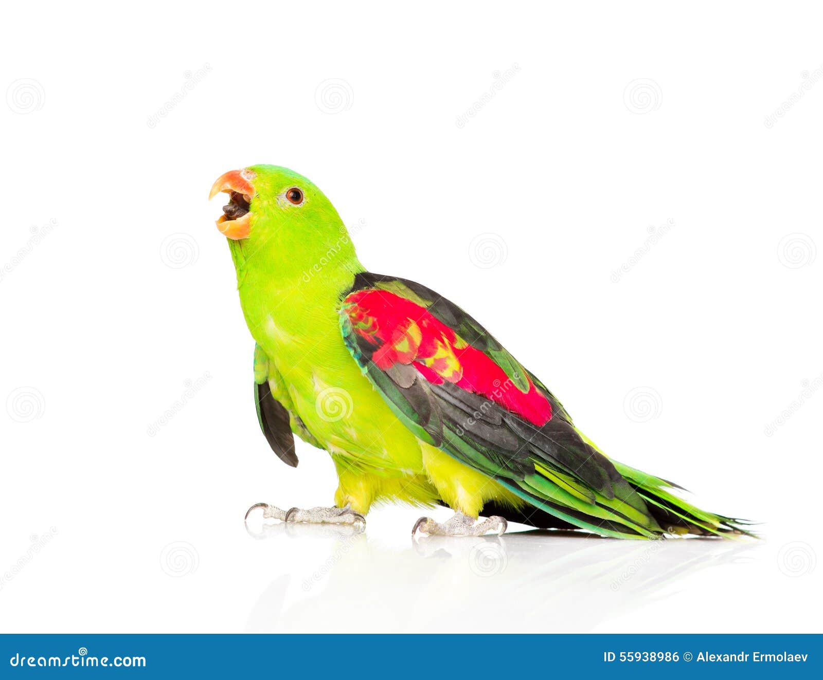 Screaming Red-Winged Parrot (Aprosmictus Erythropterus) in Profile ...