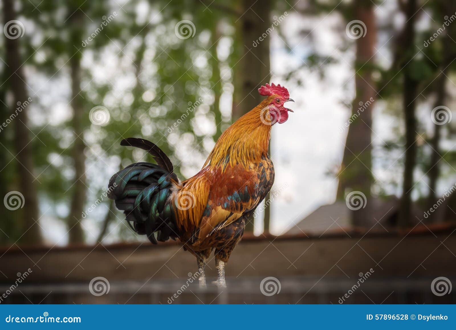 Screaming rooster stock photo. Image of singing, farming - 57896528