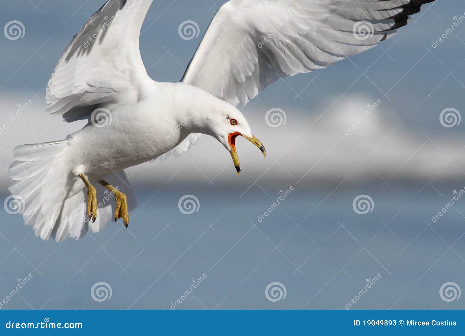 Screaming seagull stock image. Image of canada, larus - 19049893