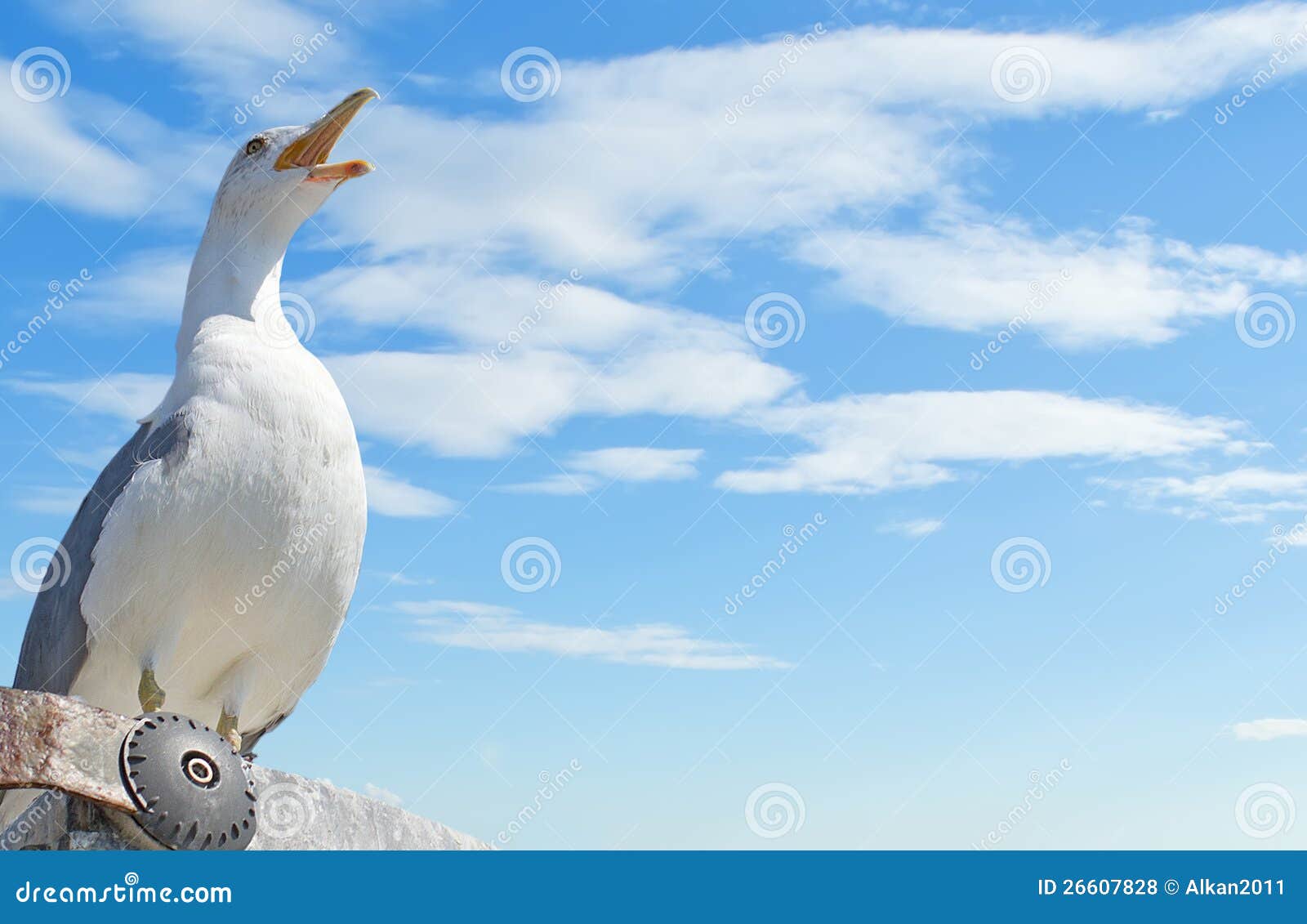 Screaming seagull stock photo. Image of sunny, blue, outside - 26607828