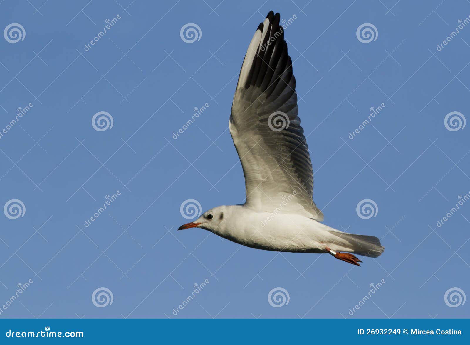 Screaming seagull stock image. Image of animal, mirceax - 26932249
